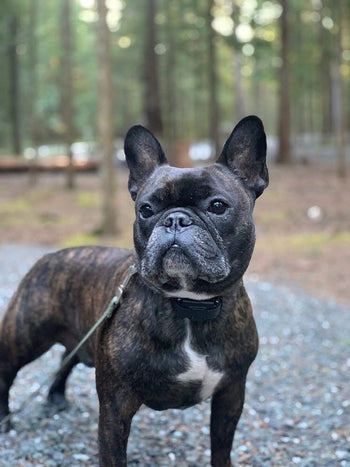 Brindle Food Menu – Brindle Food Co